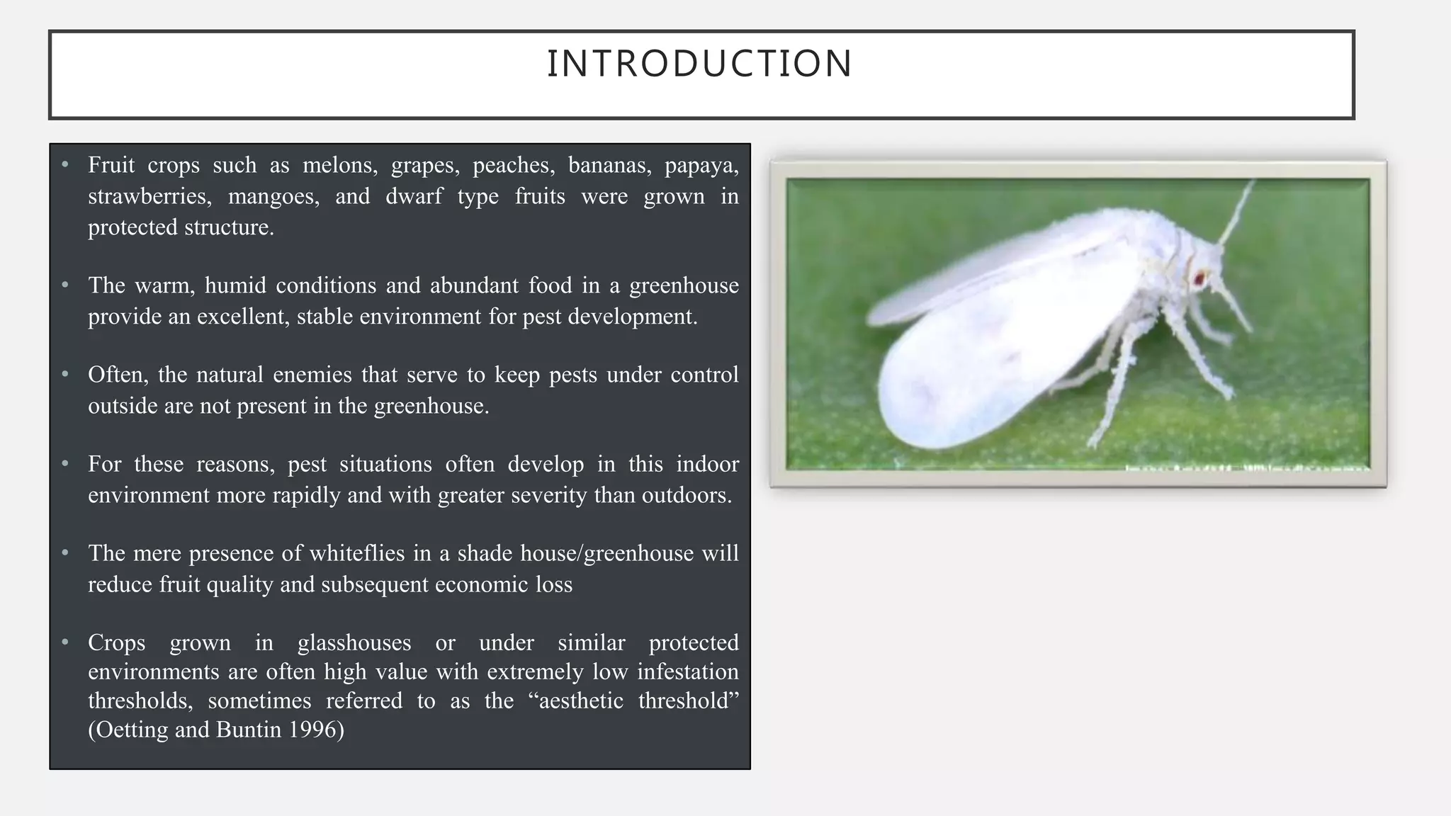 White fly control in fruit crops under protected STRUCTURE | PPT