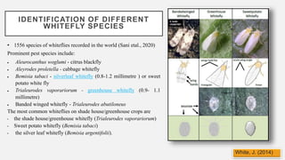 White fly control in fruit crops under protected STRUCTURE | PPTX