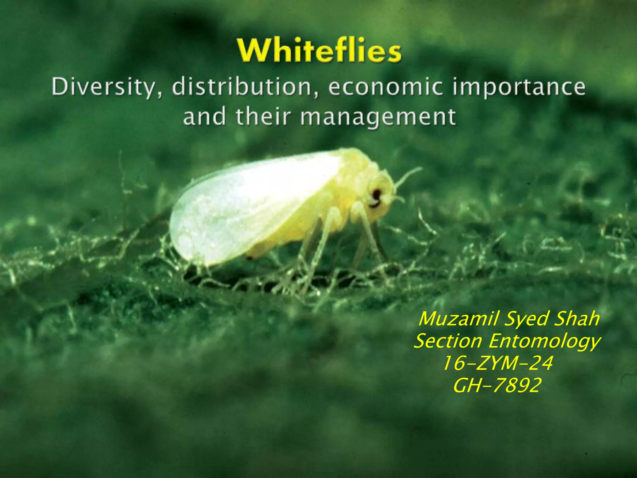 Whiteflies | PPTX