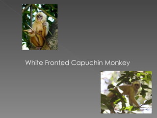 White Front Capuchin Monkey | PPT