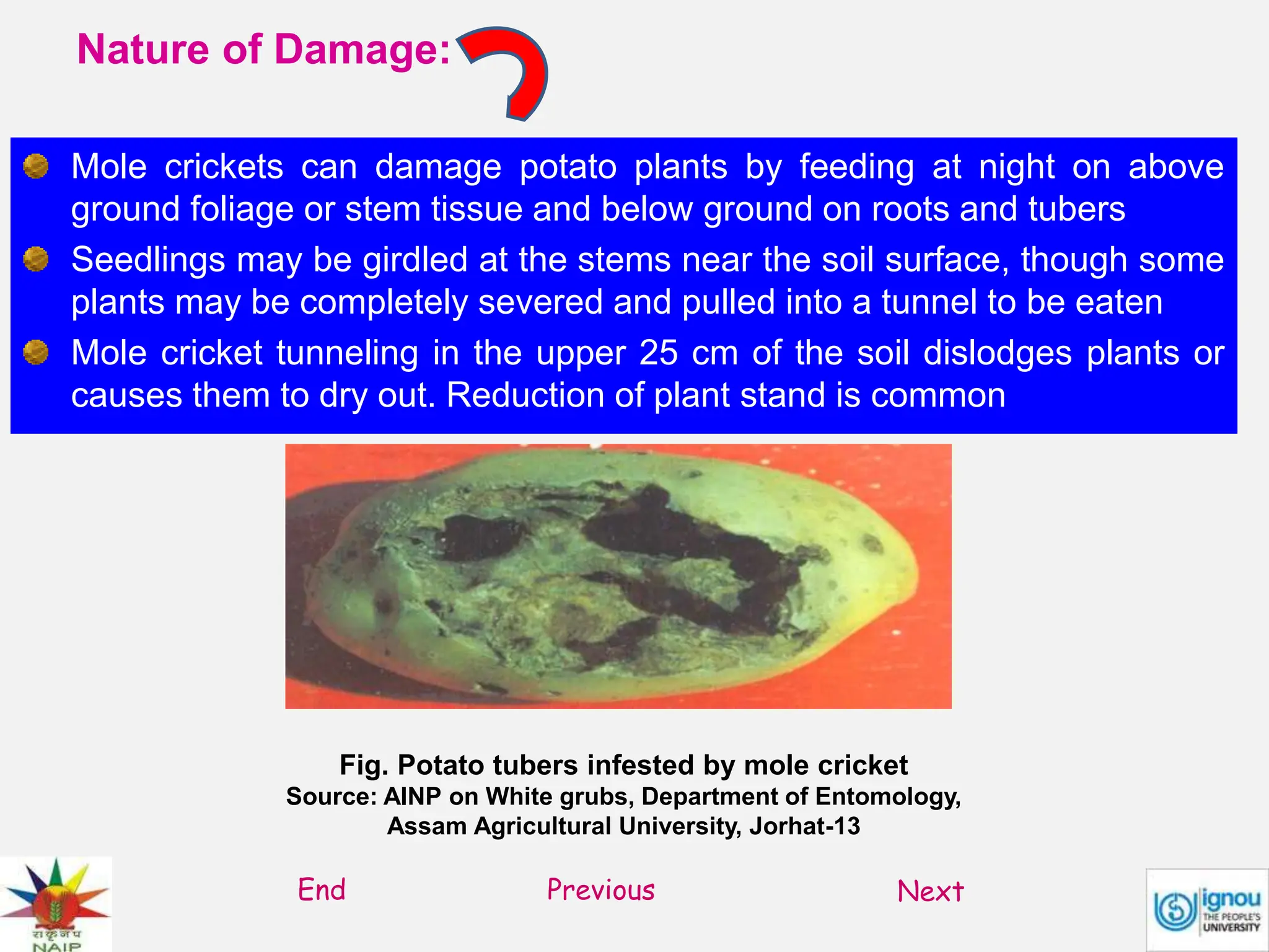 Identification, symptoms and nature of damage: white grub, mole cricket ...