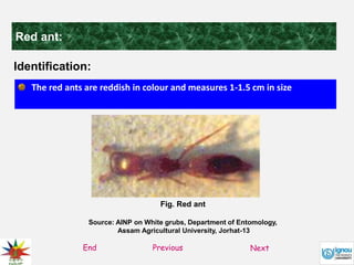 Identification, symptoms and nature of damage: white grub, mole cricket ...