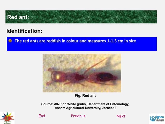 Identification, symptoms and nature of damage: white grub, mole cricket ...