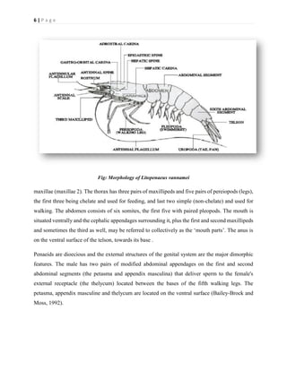Introduce to Whiteleg shrimp (Litopenaeus vannamei) is a threat in ...