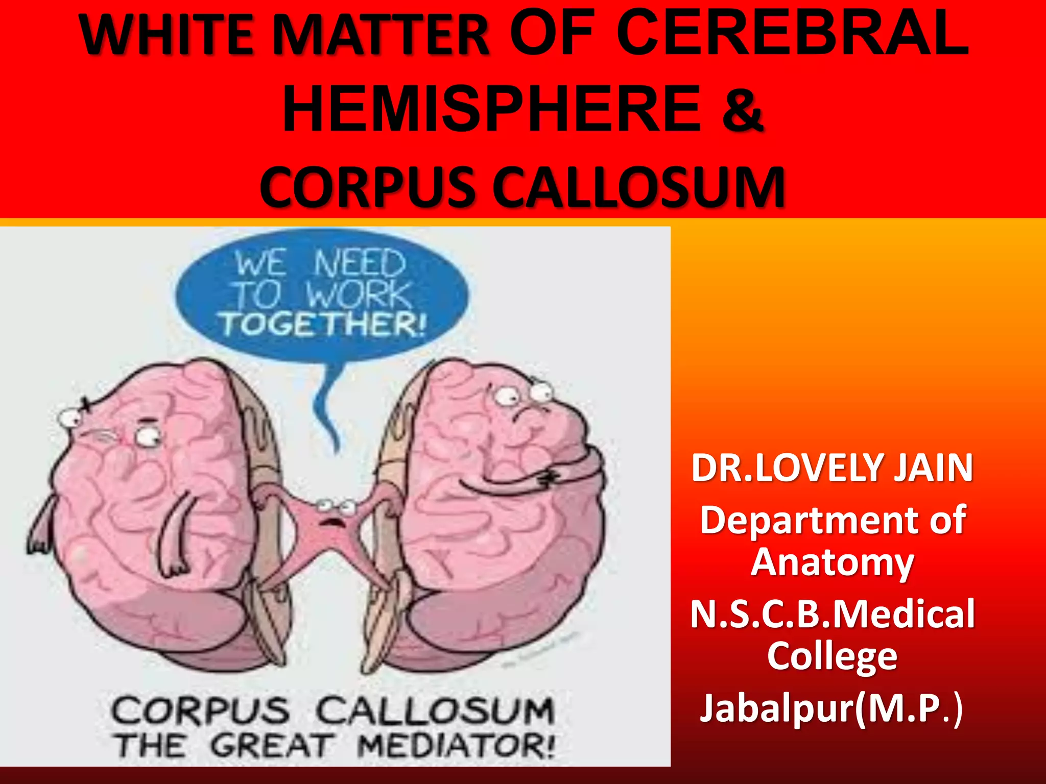 White matter of cerebral hemisphere corpus callosum | PDF
