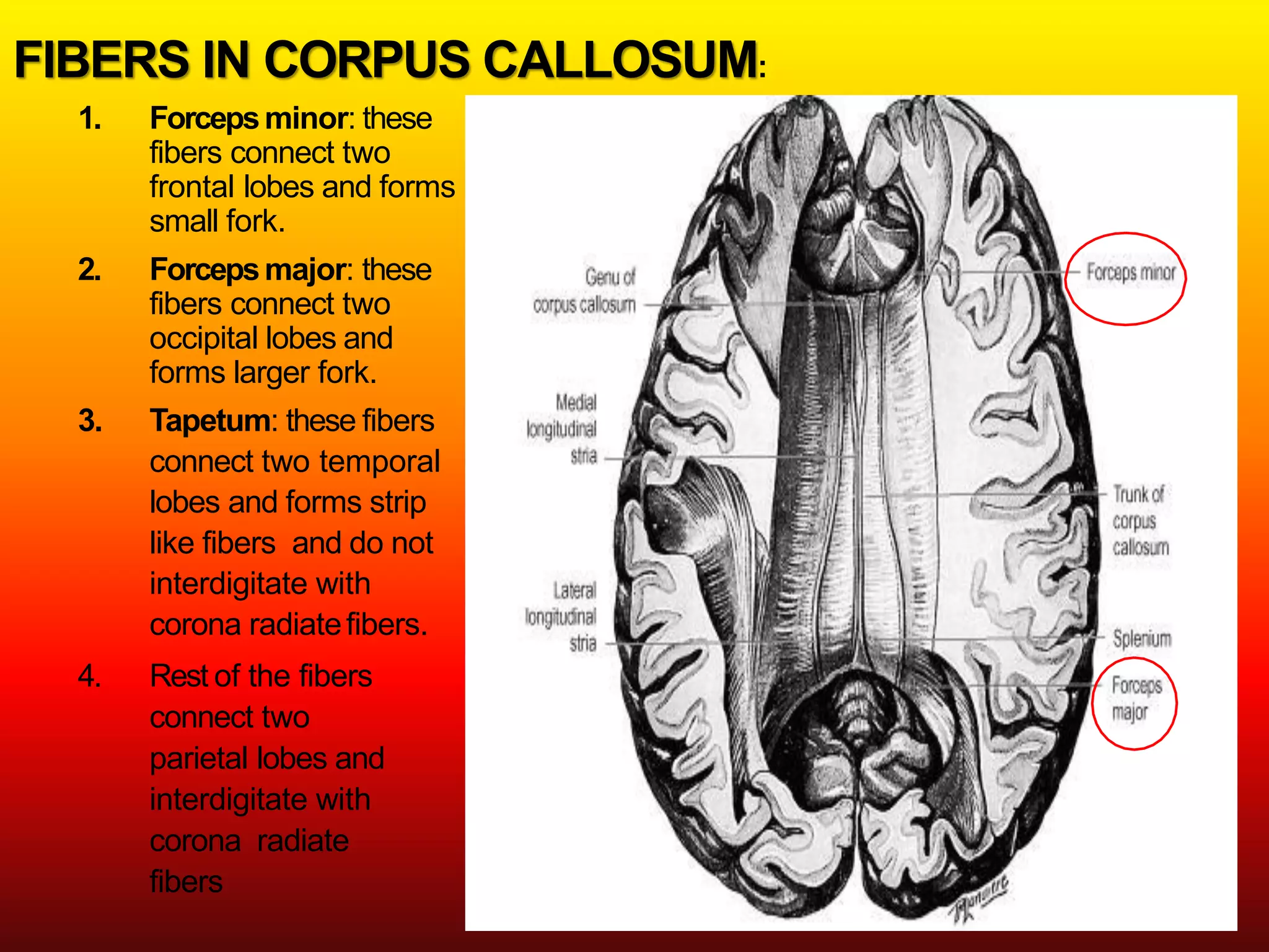 White matter of cerebral hemisphere corpus callosum | PDF
