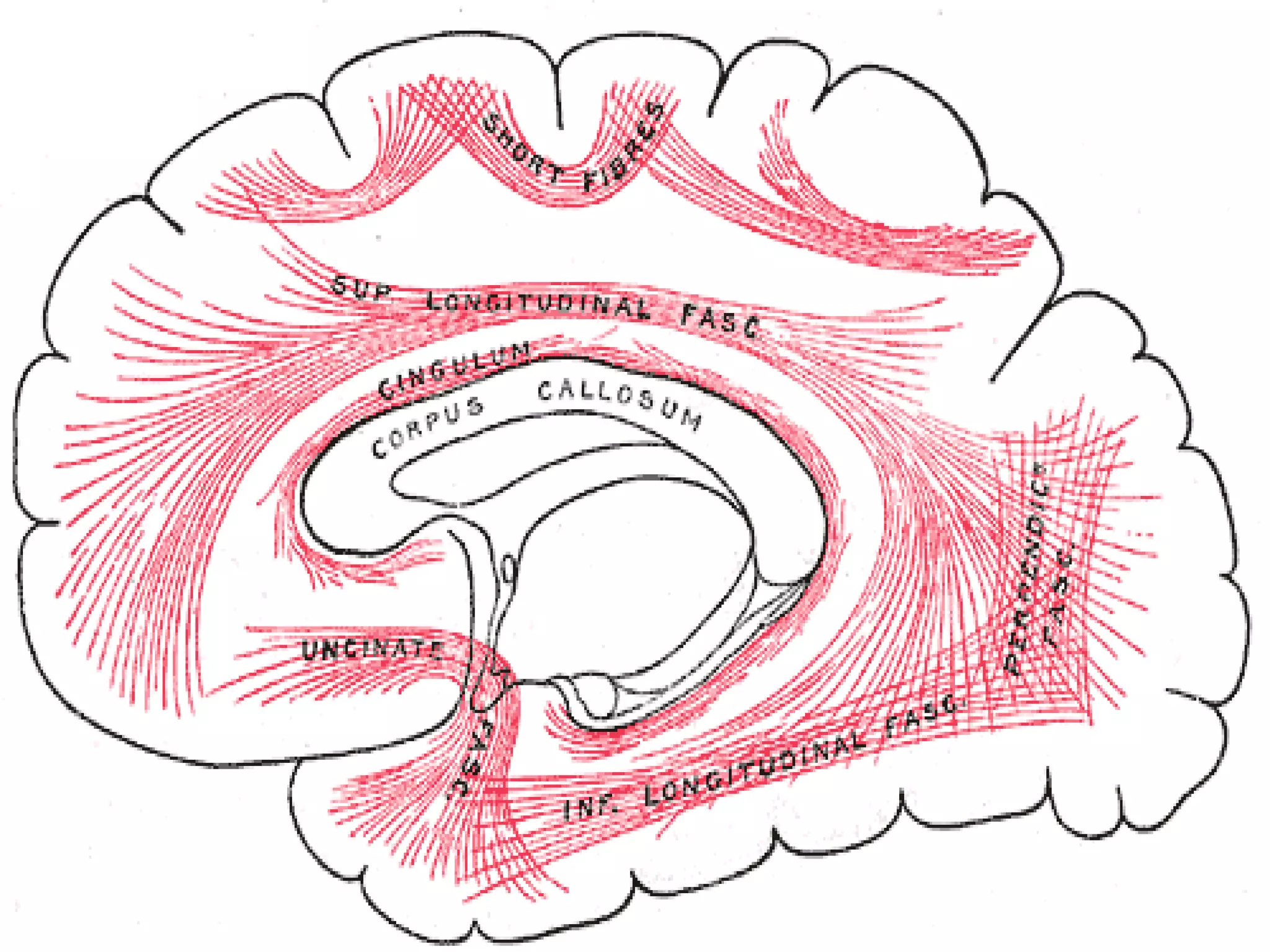 White matter of cerebral hemisphere corpus callosum | PDF