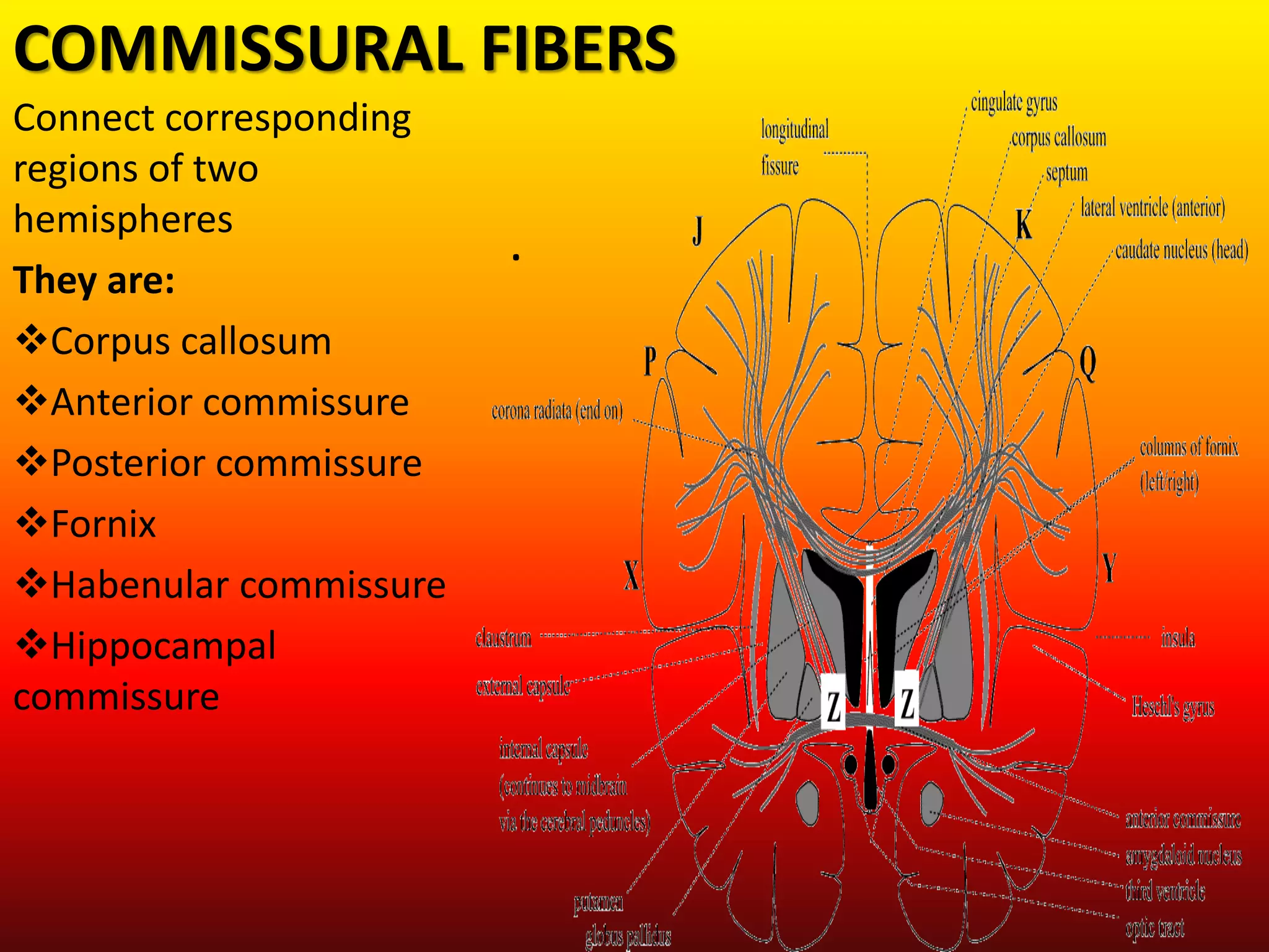 White matter of cerebral hemisphere corpus callosum | PDF