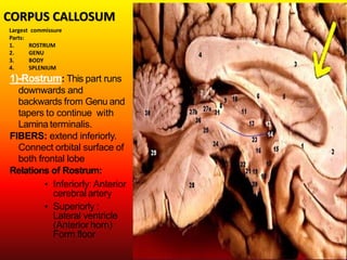 White matter of cerebral hemisphere corpus callosum | PDF