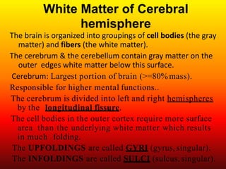 White matter of cerebral hemisphere corpus callosum | PDF