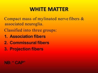 White matter of cerebral hemisphere corpus callosum | PDF
