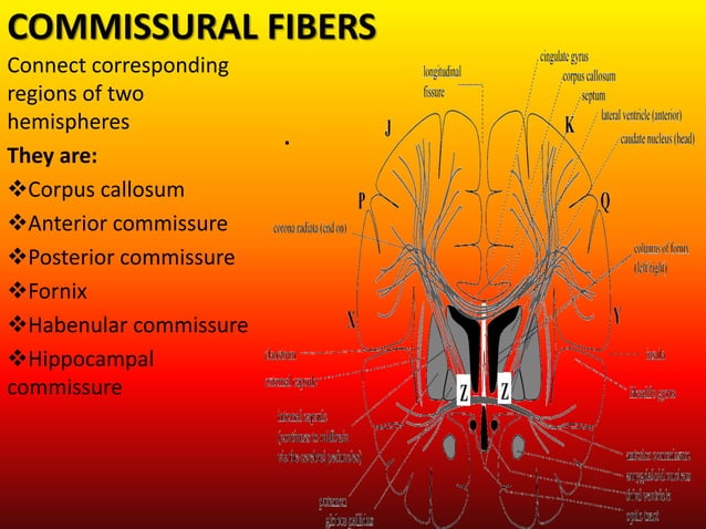 White matter of cerebral hemisphere corpus callosum | PDF | Brain and ...