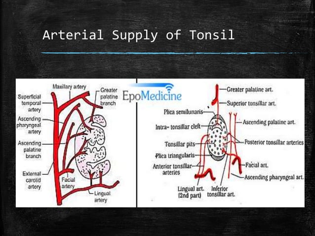White patch on the tonsil – differential diagnosis | PPTX | Ear, Nose ...