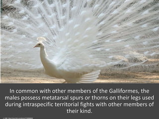 White peacocks uk presentation | PPTX