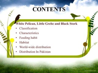 White pelican, little grebe and black stork | PPTX