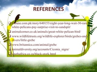 White pelican, little grebe and black stork | PPTX