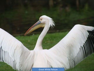 White pelican, little grebe and black stork | PPTX