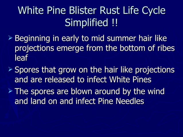 White Pine Blister Rust | PPT