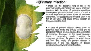 White rust disease of crucifers | PPTX