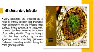 White rust disease of crucifers | PPTX