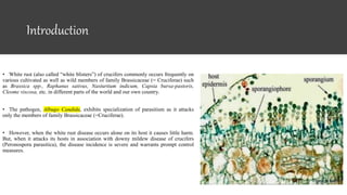 White rust disease of crucifers | PPTX