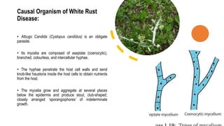 White rust disease of crucifers | PPTX