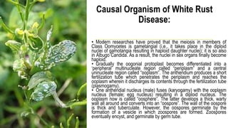 White rust disease of crucifers | PPTX