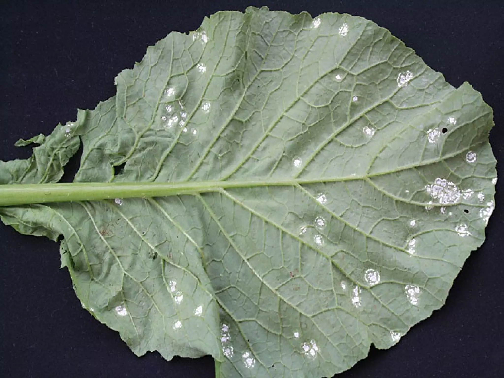 White rust of crucifers | PPT