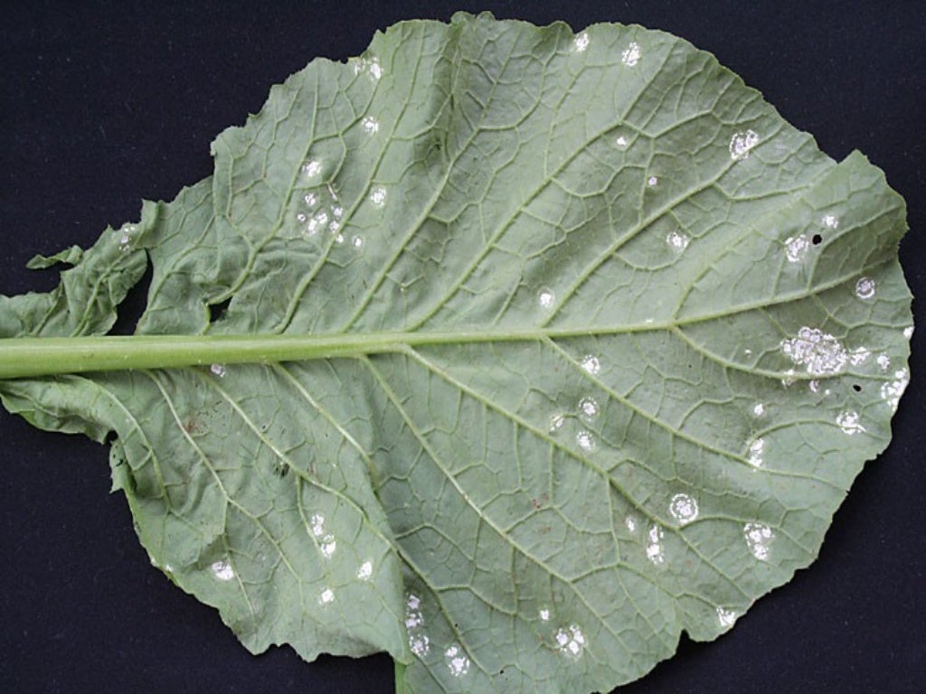 White rust of crucifers