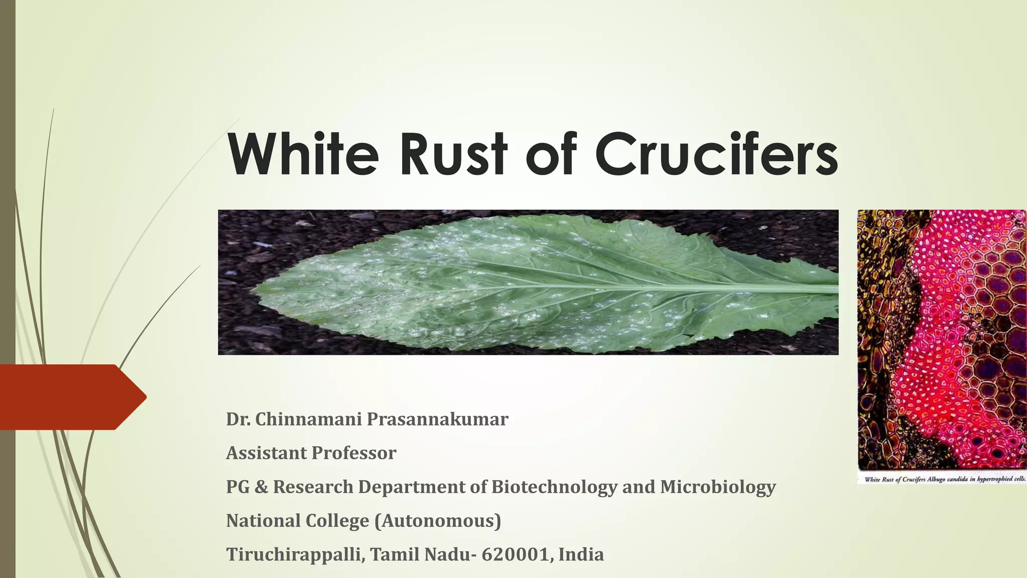 White rust of crucifers | PDF
