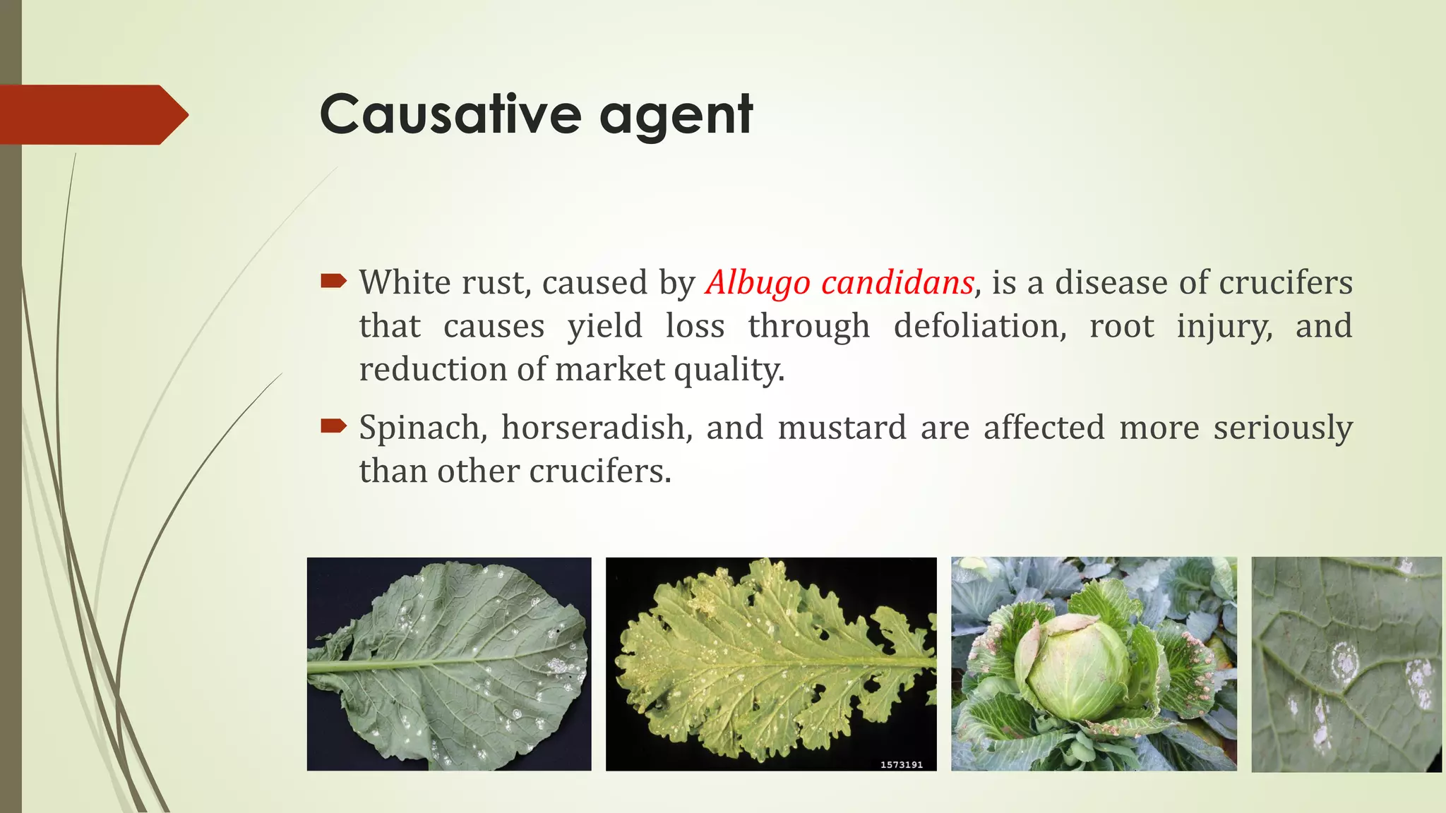 White rust of crucifers | PDF