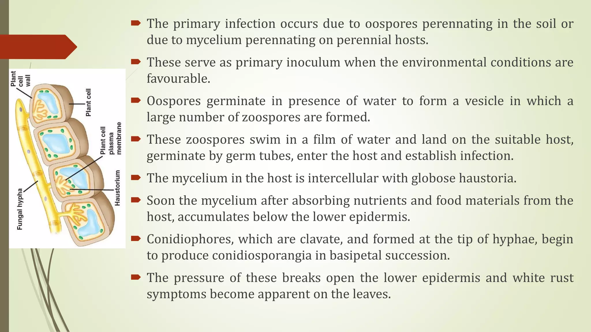 White rust of crucifers | PDF