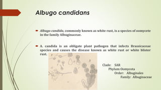 White rust of crucifers | PDF