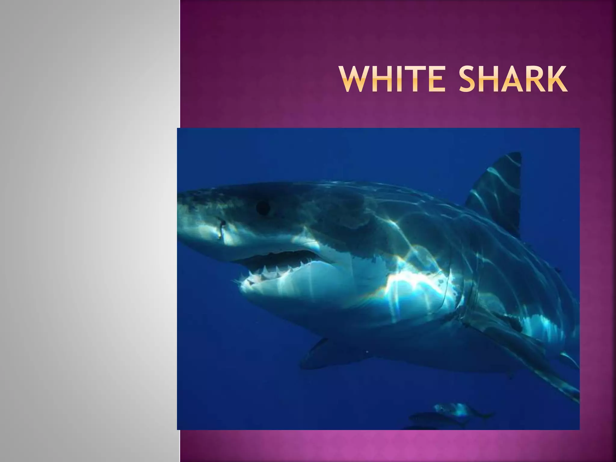 White shark | PPTX