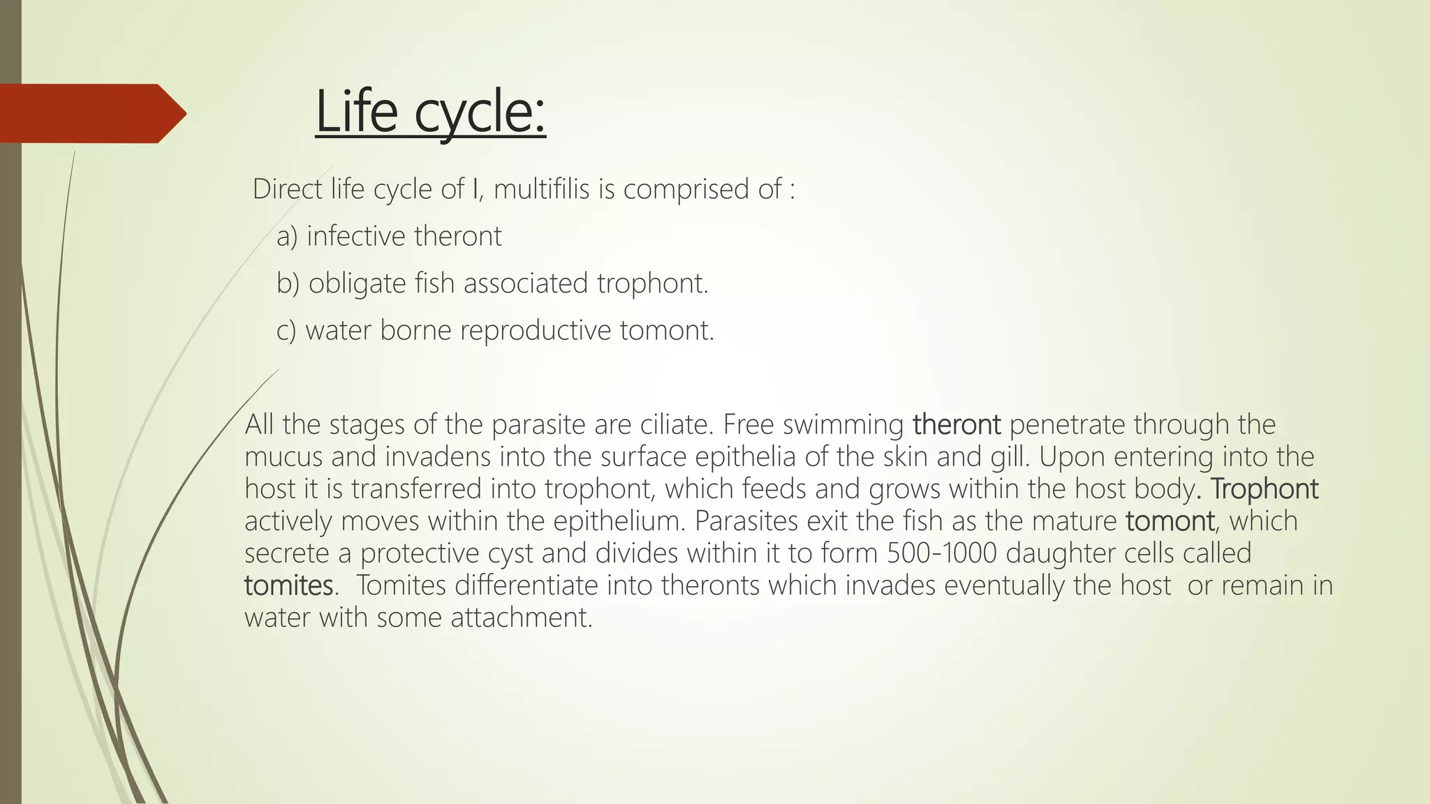 White spot disease in fish | PPTX