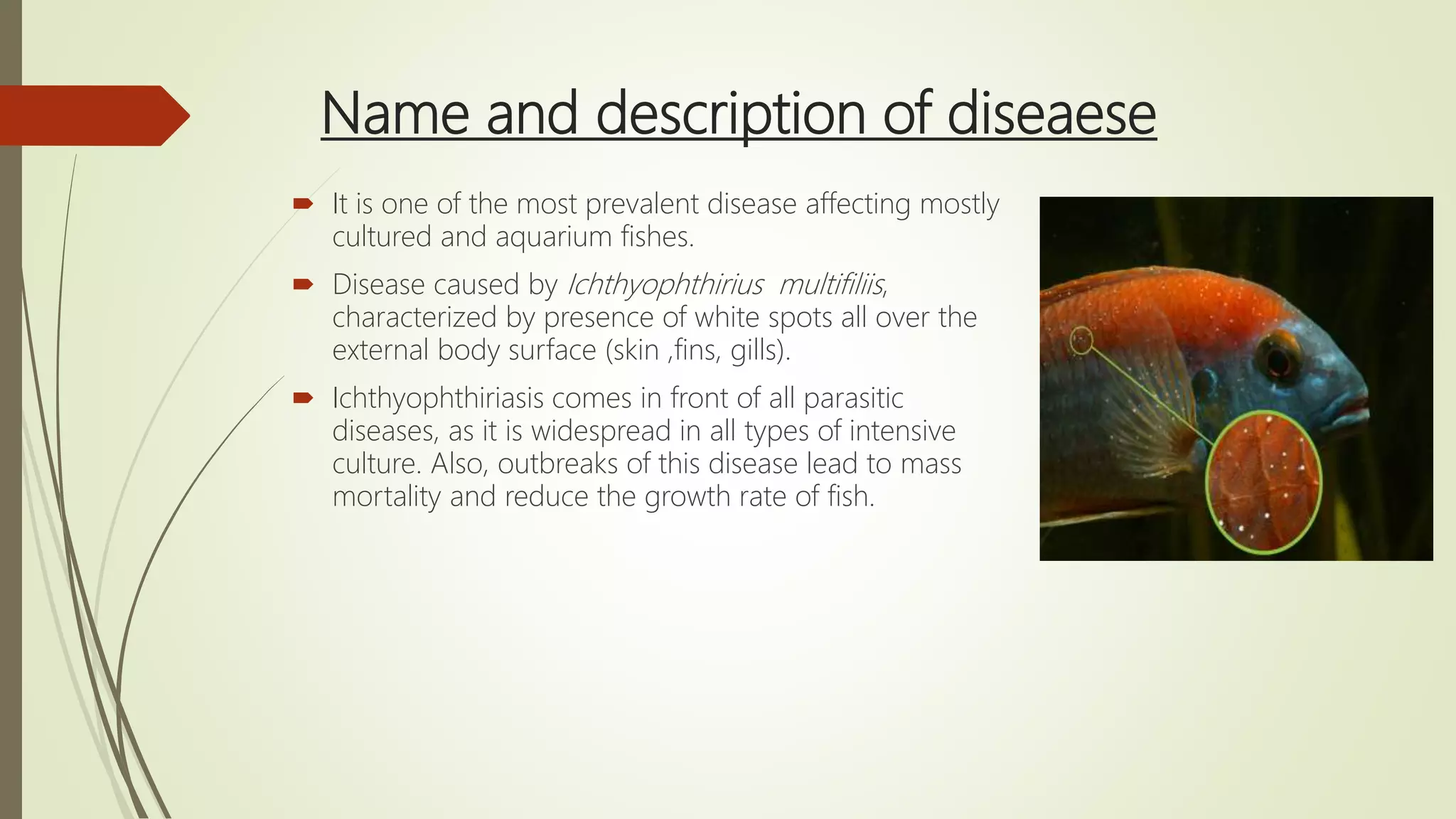 White spot disease in fish | PPTX