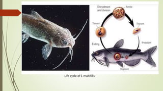 White spot disease in fish | PPTX