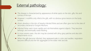 White spot disease in fish | PPTX