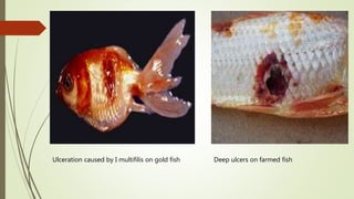 White spot disease in fish | PPTX