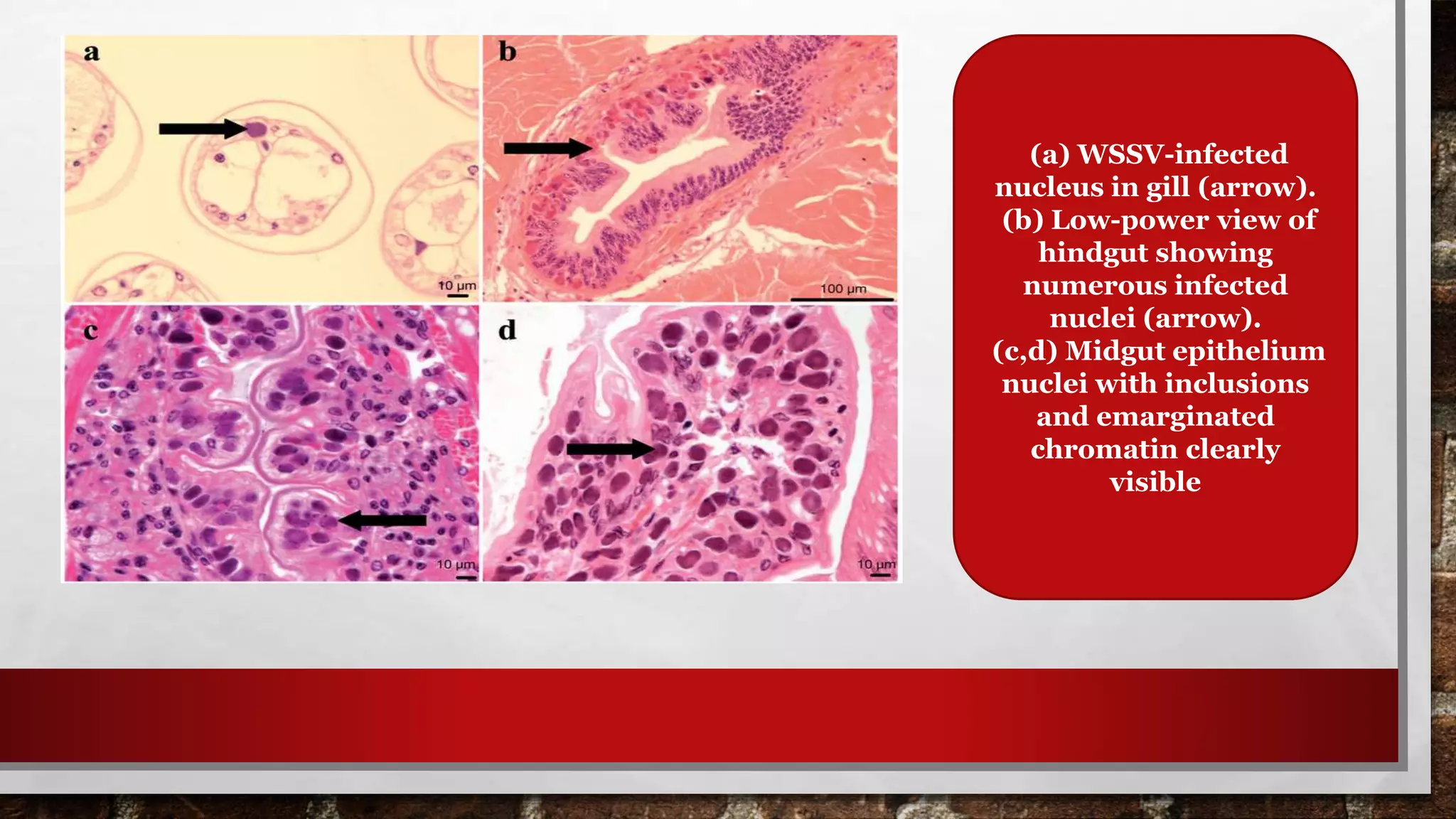 White spot syndrome_disease[1] | PPTX