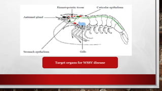White spot syndrome_disease[1] | PPTX