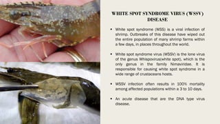 White Spot Syndrome Virus (WSSV) Disease - Villanueva.pdf