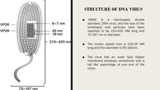 White Spot Syndrome Virus (WSSV) Disease - Villanueva.pdf