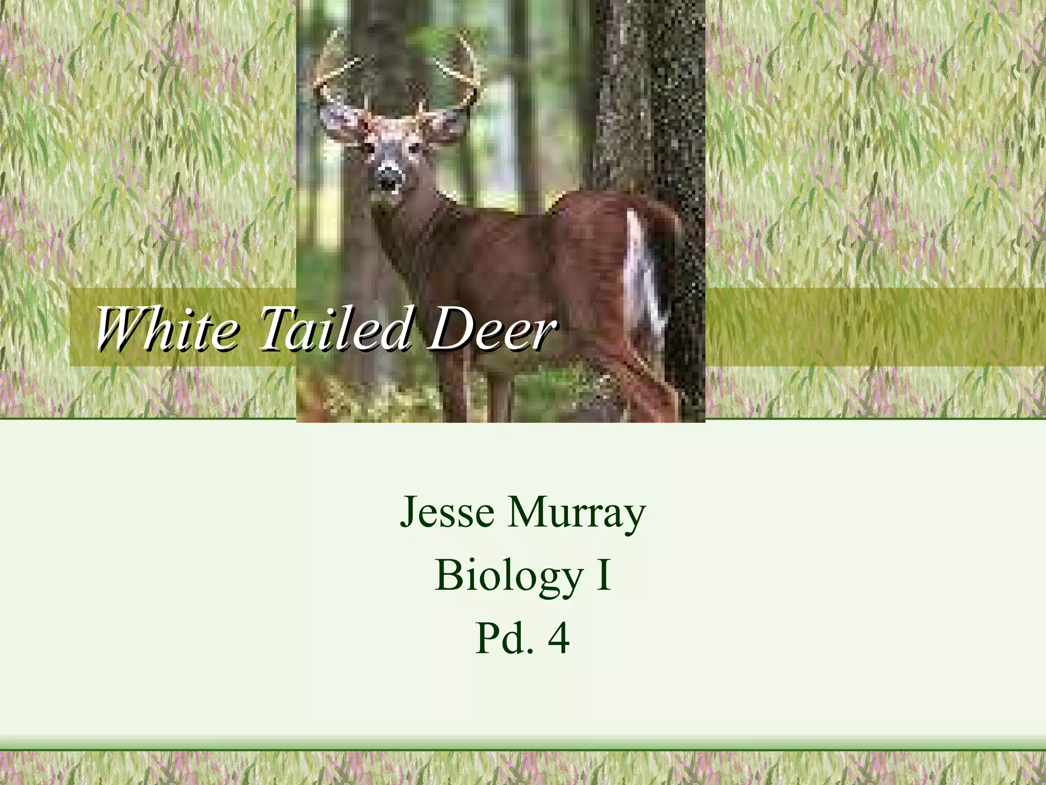 White tailed deer Jesse Murray Pd. 4 | PPT