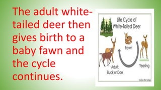 White tailed deer | PPTX