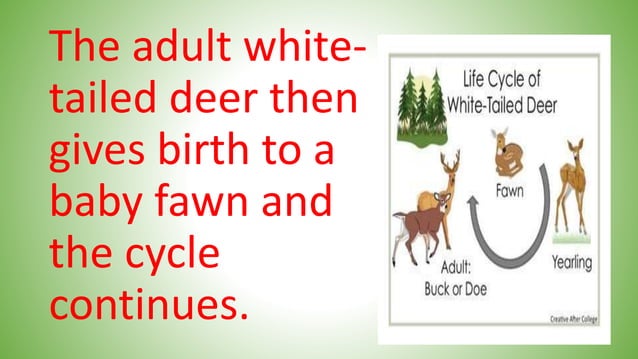 White tailed deer | PPTX