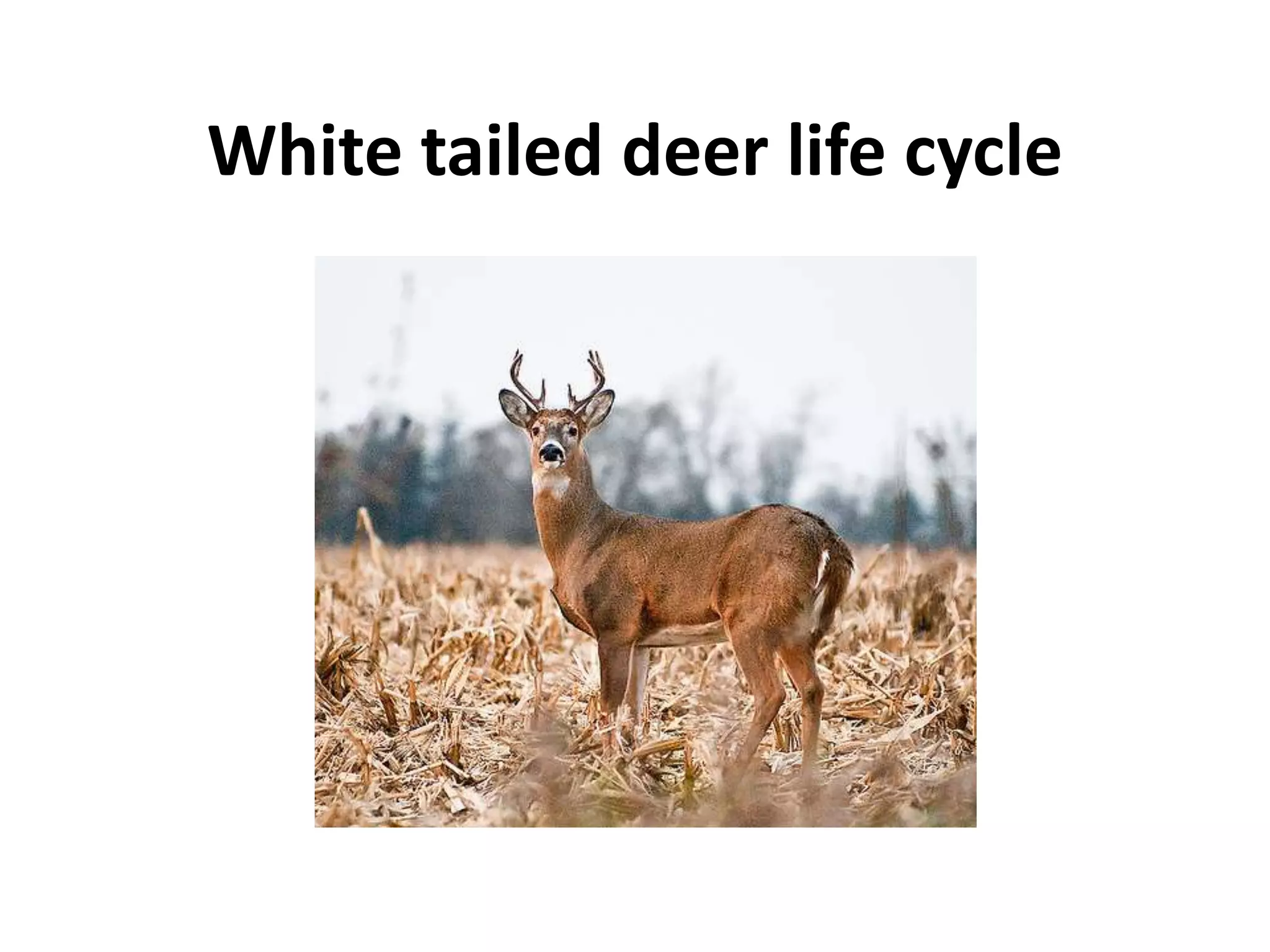 White tailed deer life cycle | PPT
