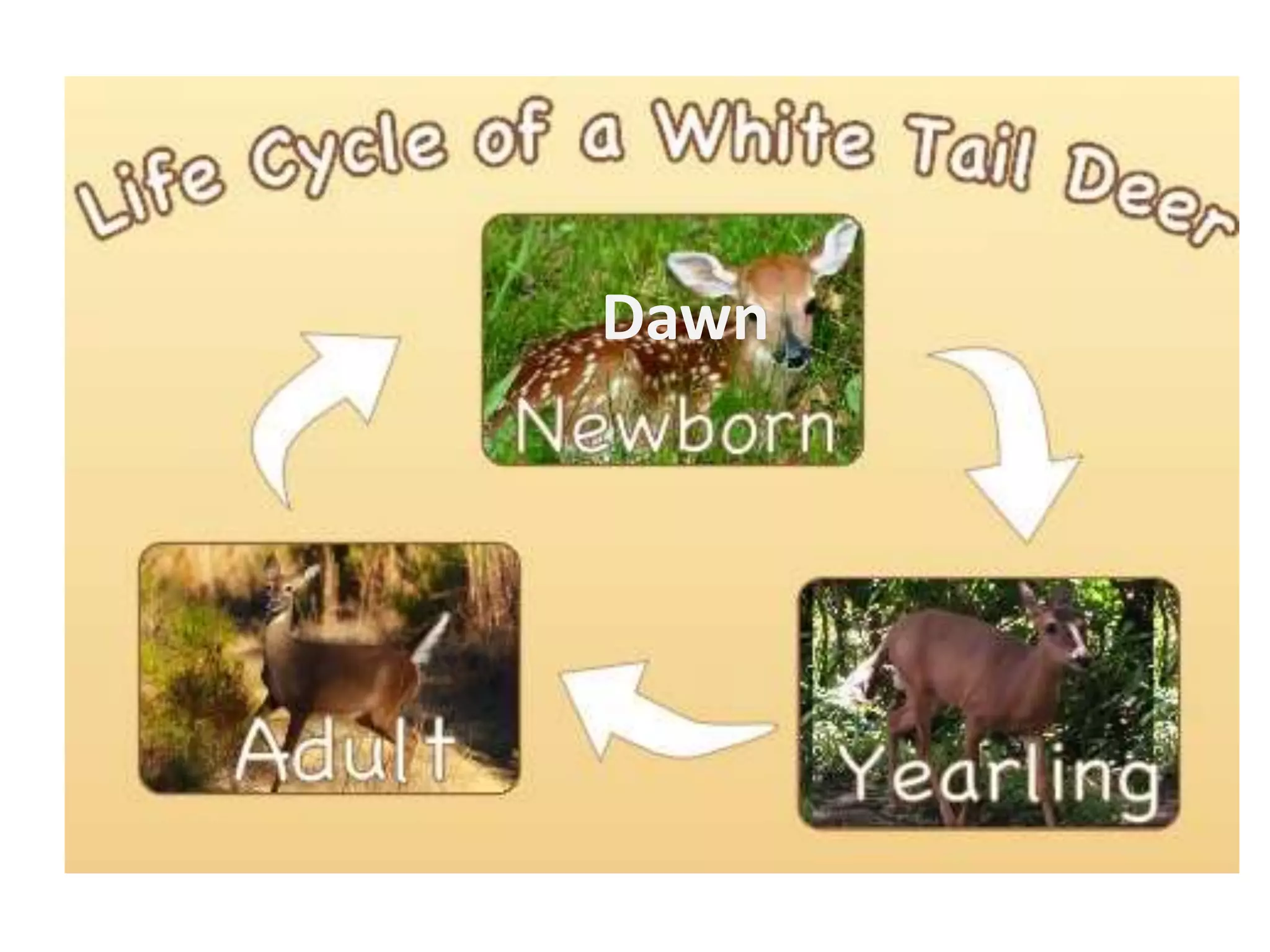 White tailed deer life cycle | PPT