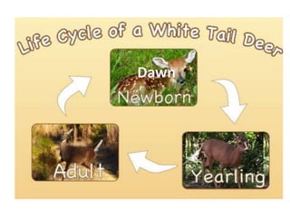 White tailed deer life cycle | PPT