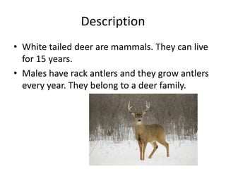 White tailed deer nina | PPT